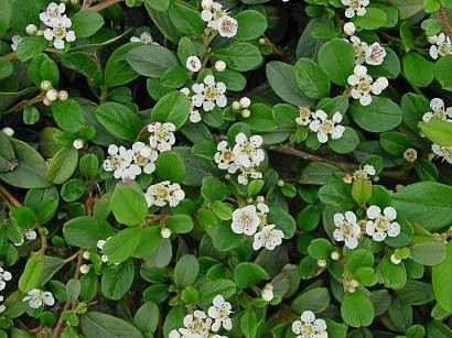 Irga Dammera Major Cotoneaster dammeri na pniu - Ogrodniczy sklep ...